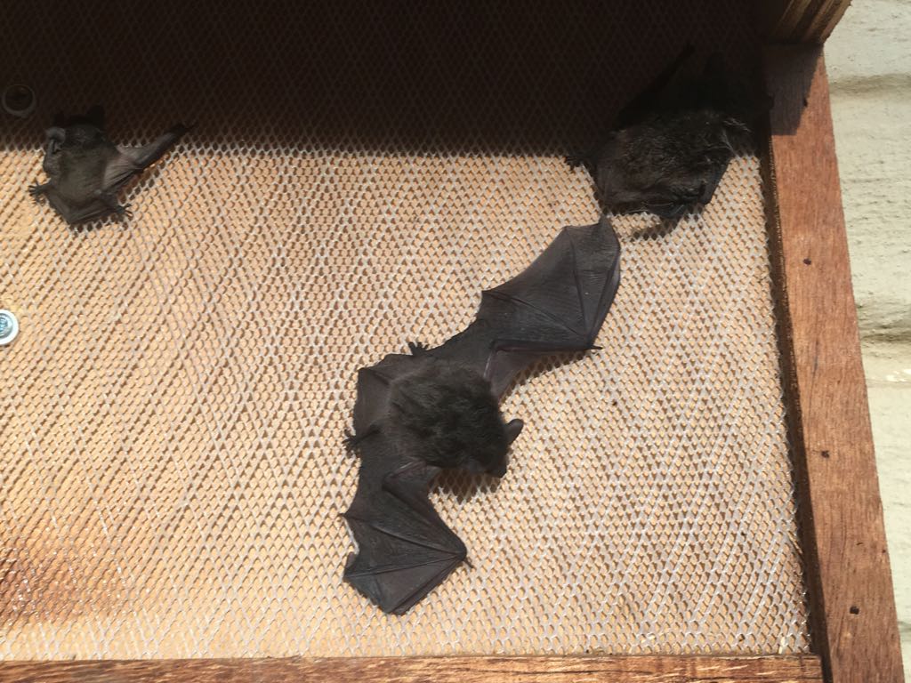 Why is my bat box empty? — EcoSolutions Urban Ecology
