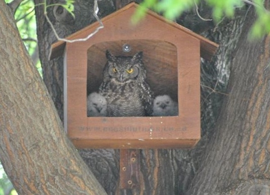 Owl Box FAQ — EcoSolutions Urban Ecology