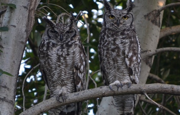 Reversed Sexual Dimorphism — EcoSolutions Urban Ecology