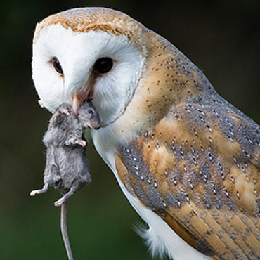 Proposed Rat Poison Ban Protects Pets and Wildlife — EcoSolutions Urban ...