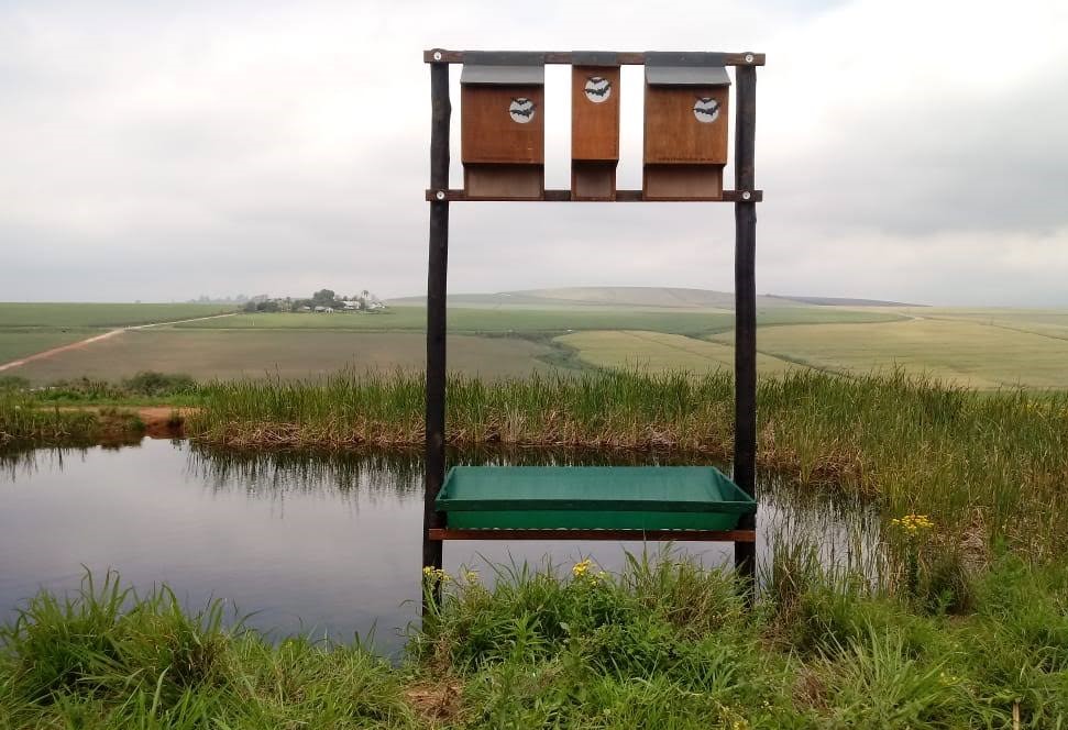 Bats and Agricultural Pest Control — EcoSolutions Urban Ecology