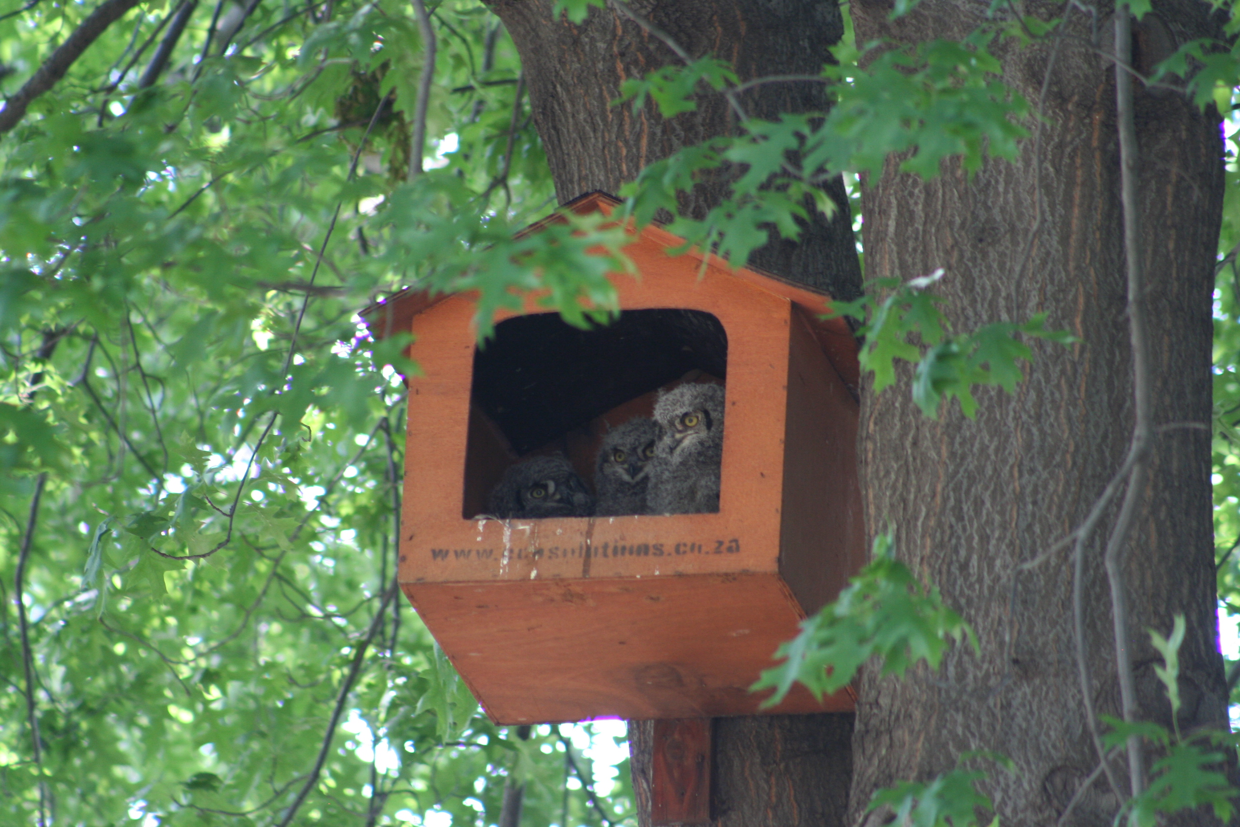 Owl Box Occupancy — EcoSolutions Urban Ecology