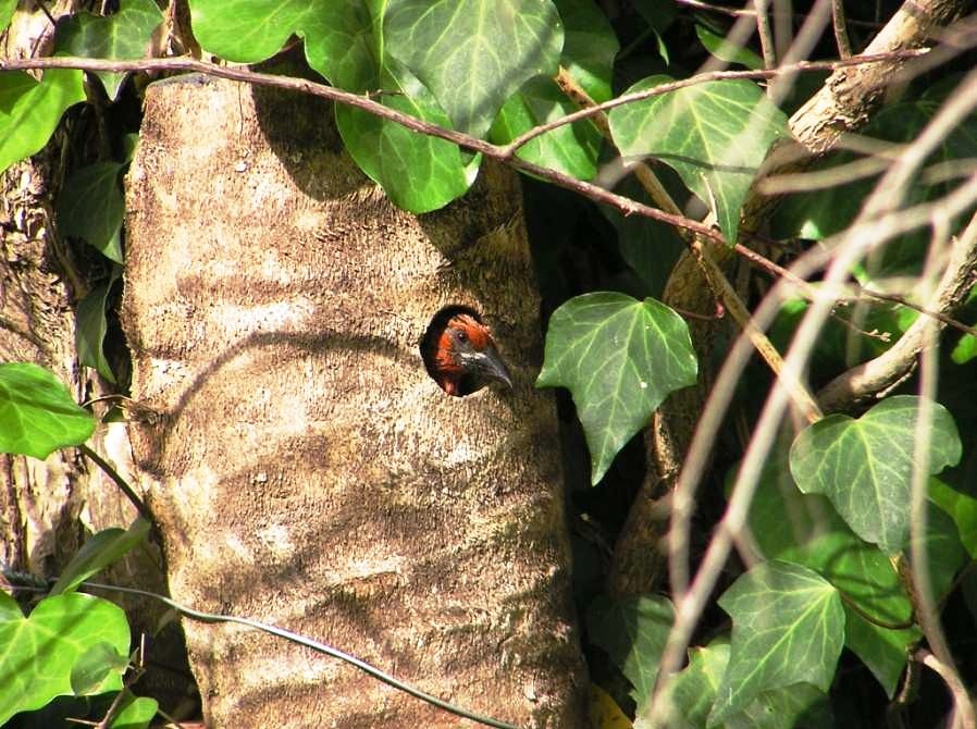 Barbet Nesting Logs — EcoSolutions Urban Ecology